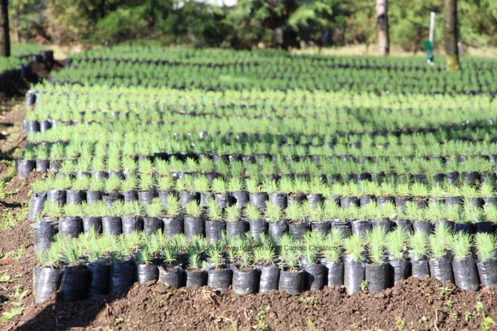 ICC producirá 200 mil plantas en Parramos - ICC