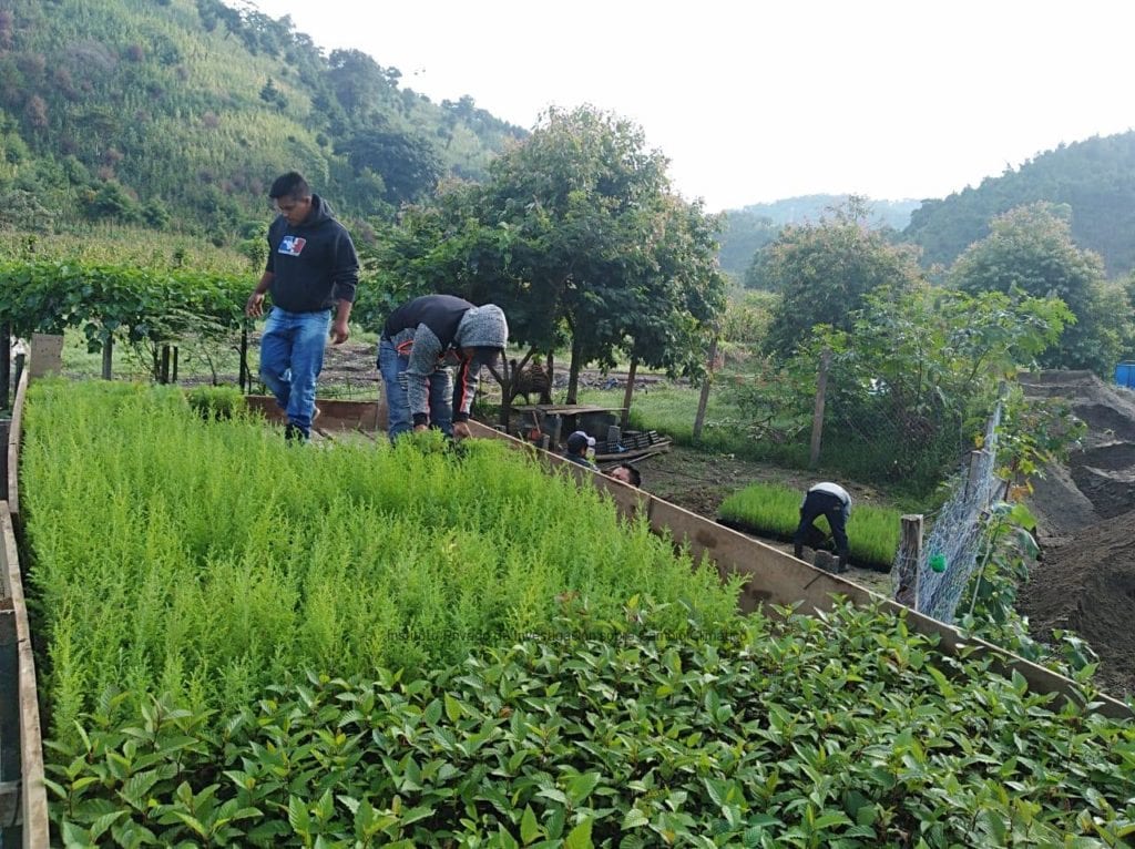 CBC, ICC and partners planted 22k trees - ICC