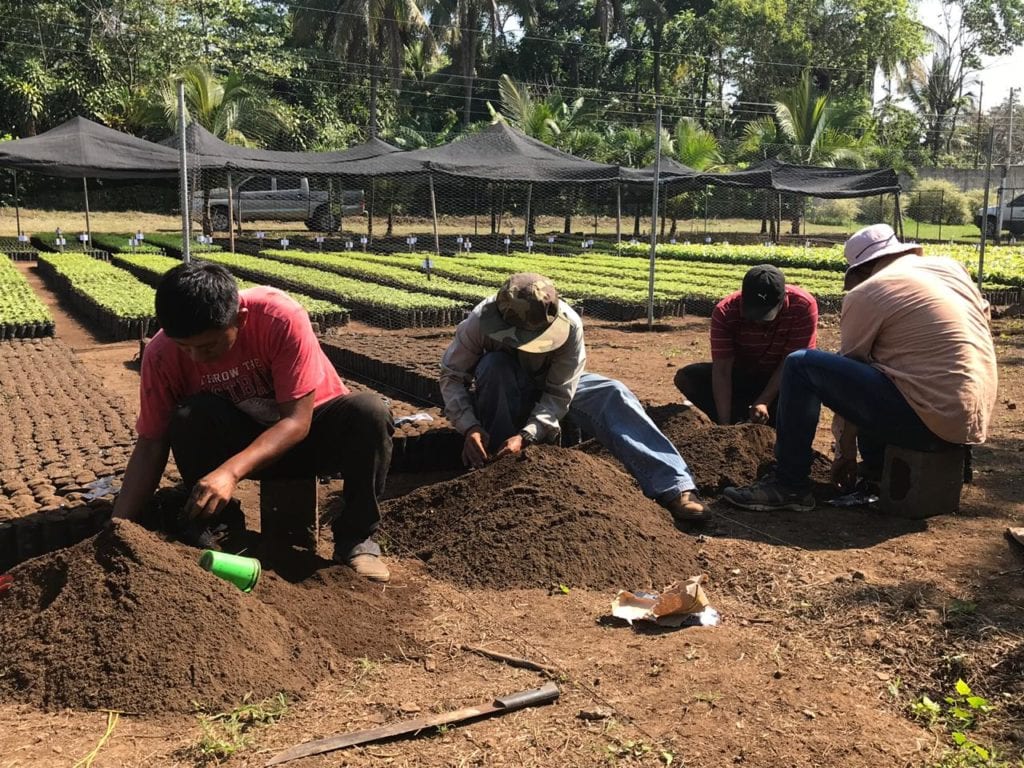 Así es el vivero forestal regional del ICC en Granja Zahorí, USAC ...
