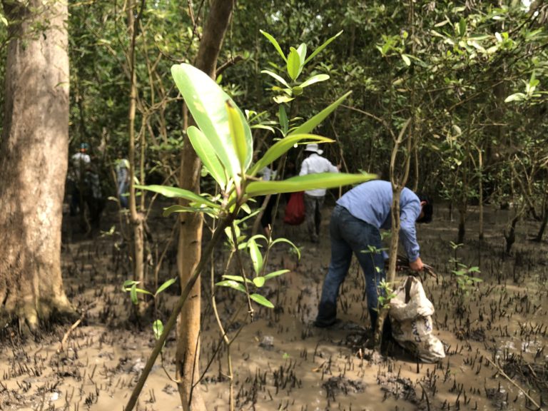 Siembran 30,000 propágulos de mangle rojo en Churirin, Mazatenango - ICC
