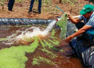 Cultivo de tilapia en estanques de traspatio - ICC